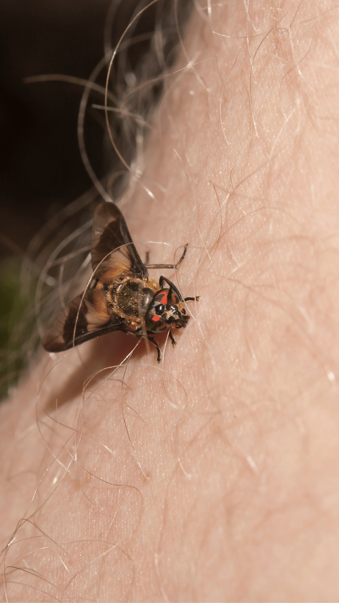 Calendeel plus | Hoe herken je dazenbeten