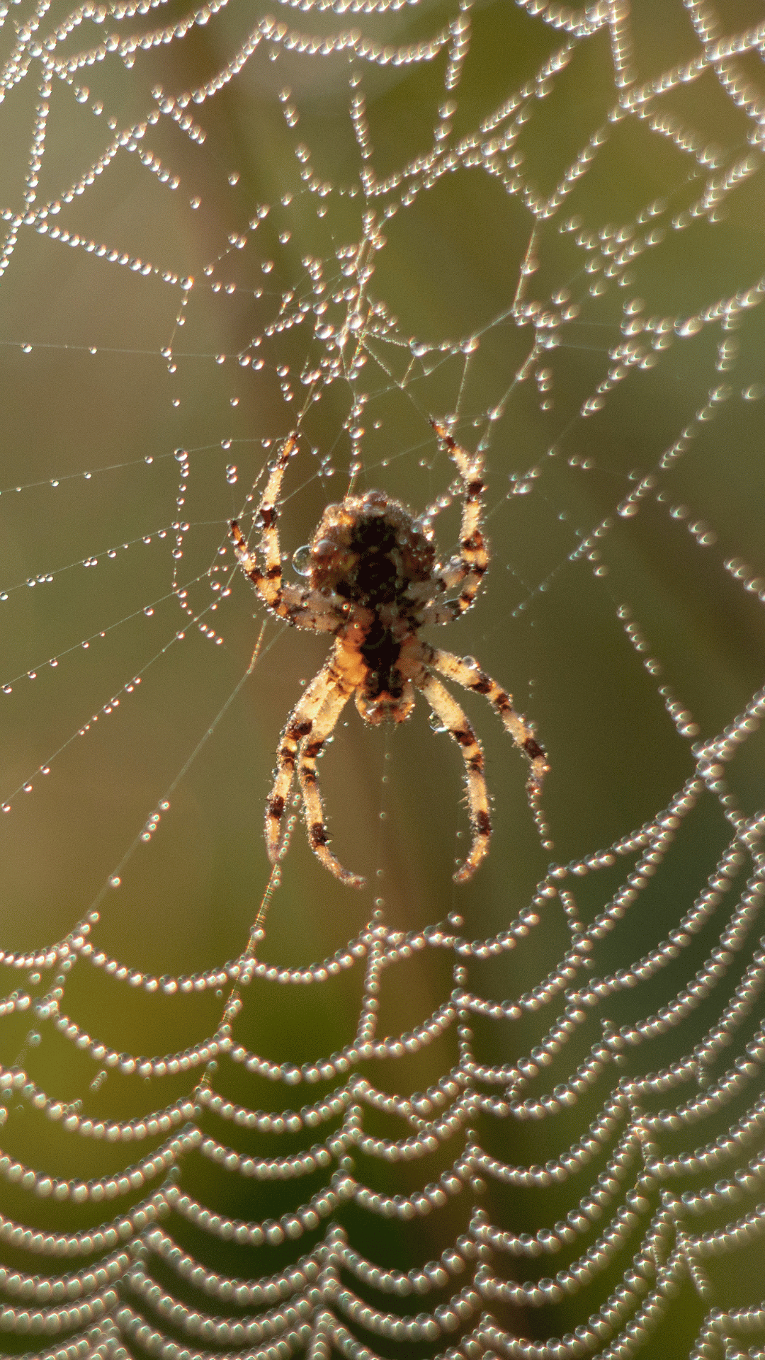 Calendeel plus | Hoe herken ik een spinnenbeet?