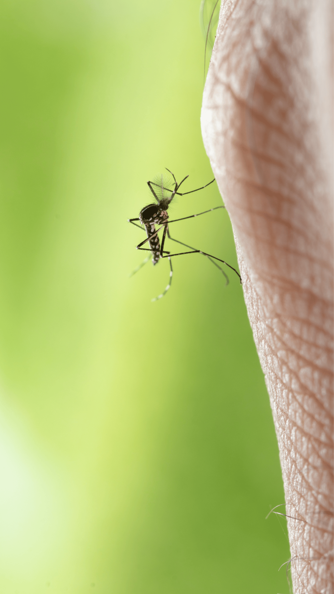 Calendeel plus | Hoe herken je een muggenbeet