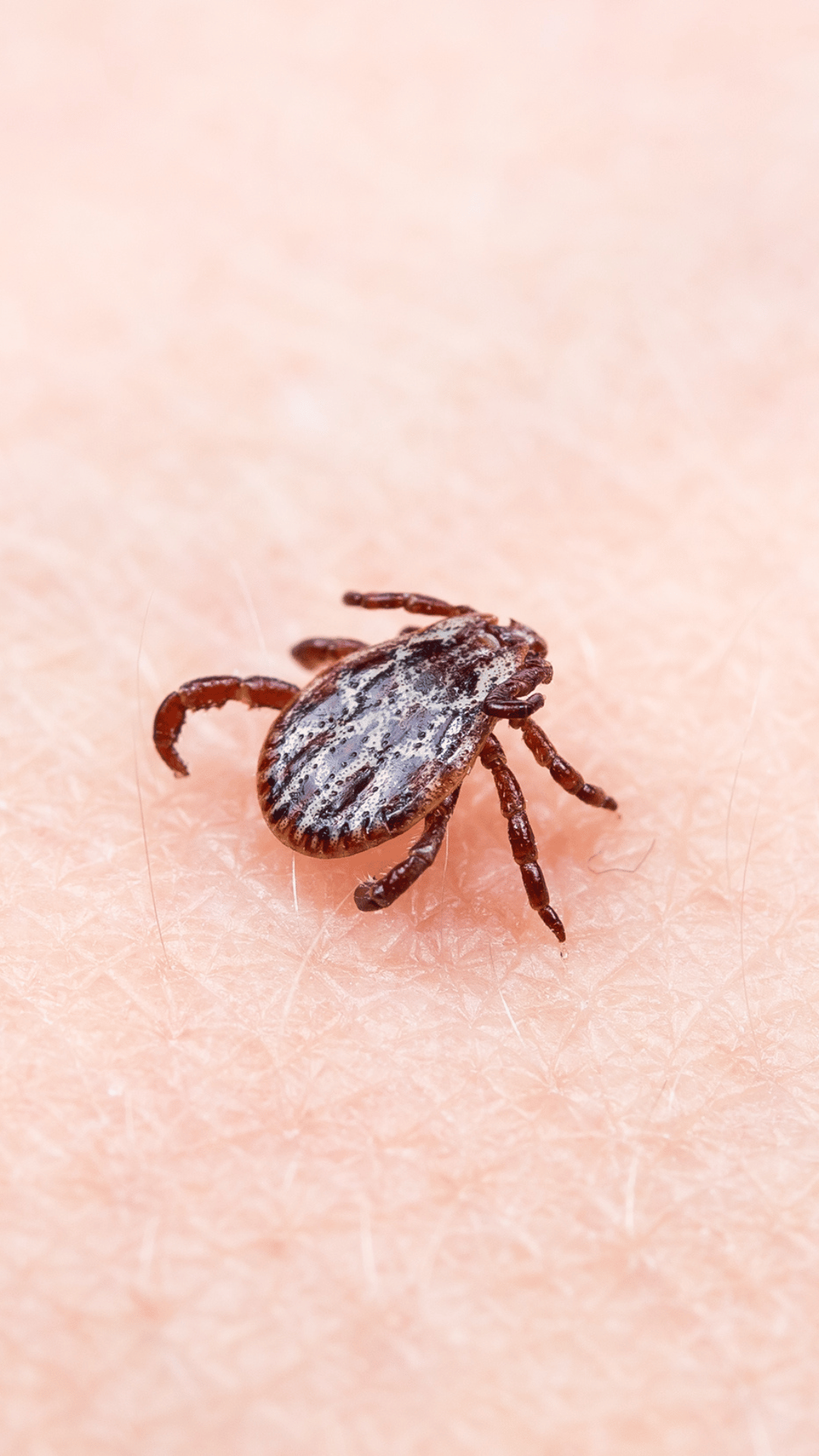 Calendeel plus | Hoe kan je tekenbeten herkennen?